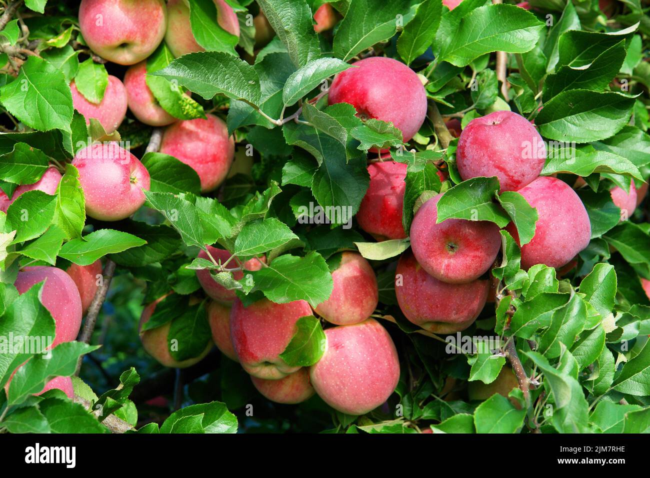Fruit and bloom hi-res stock photography and images - Alamy
