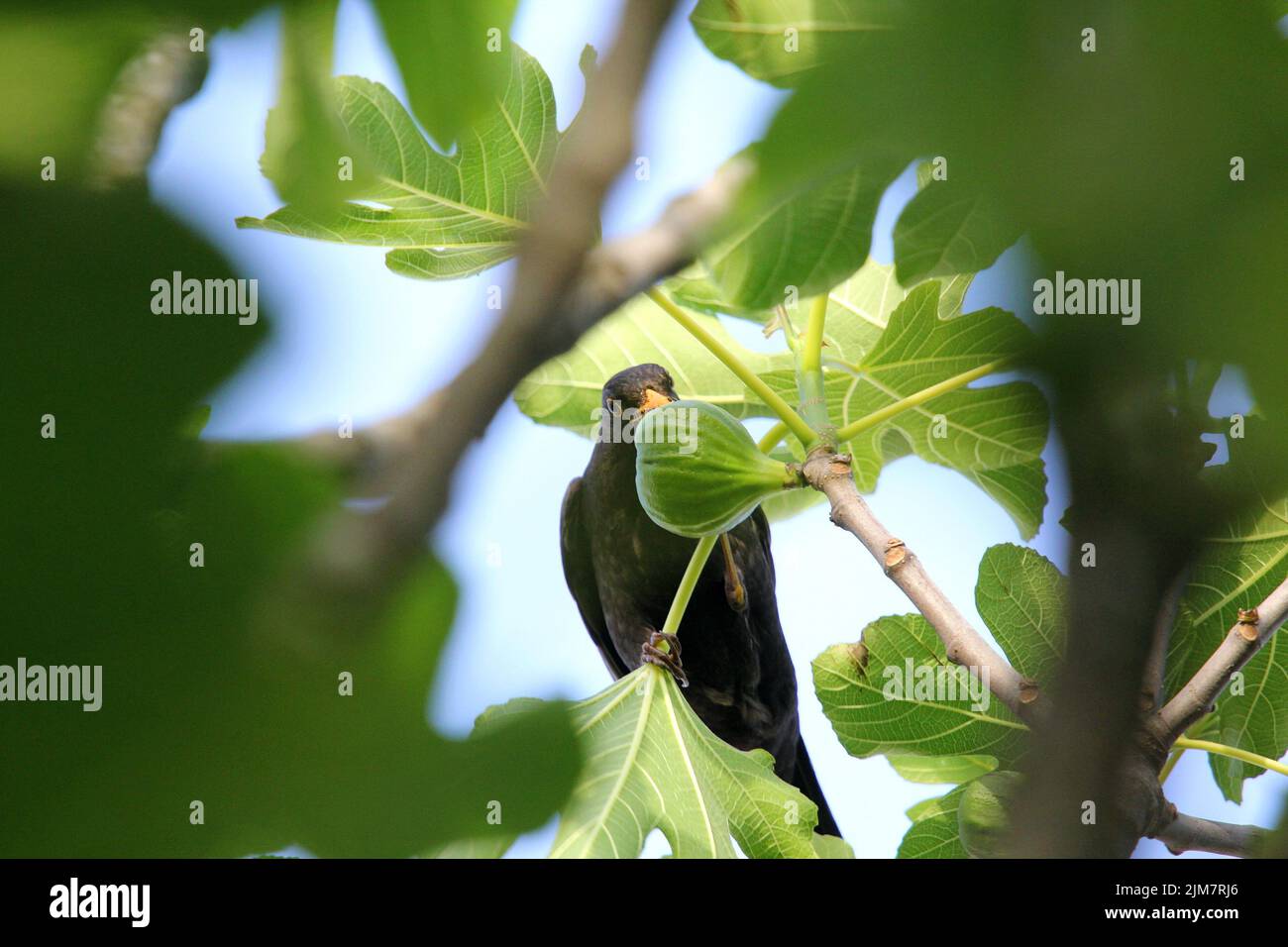 A common blackbird eating a fig. A view through green tree leaves ...