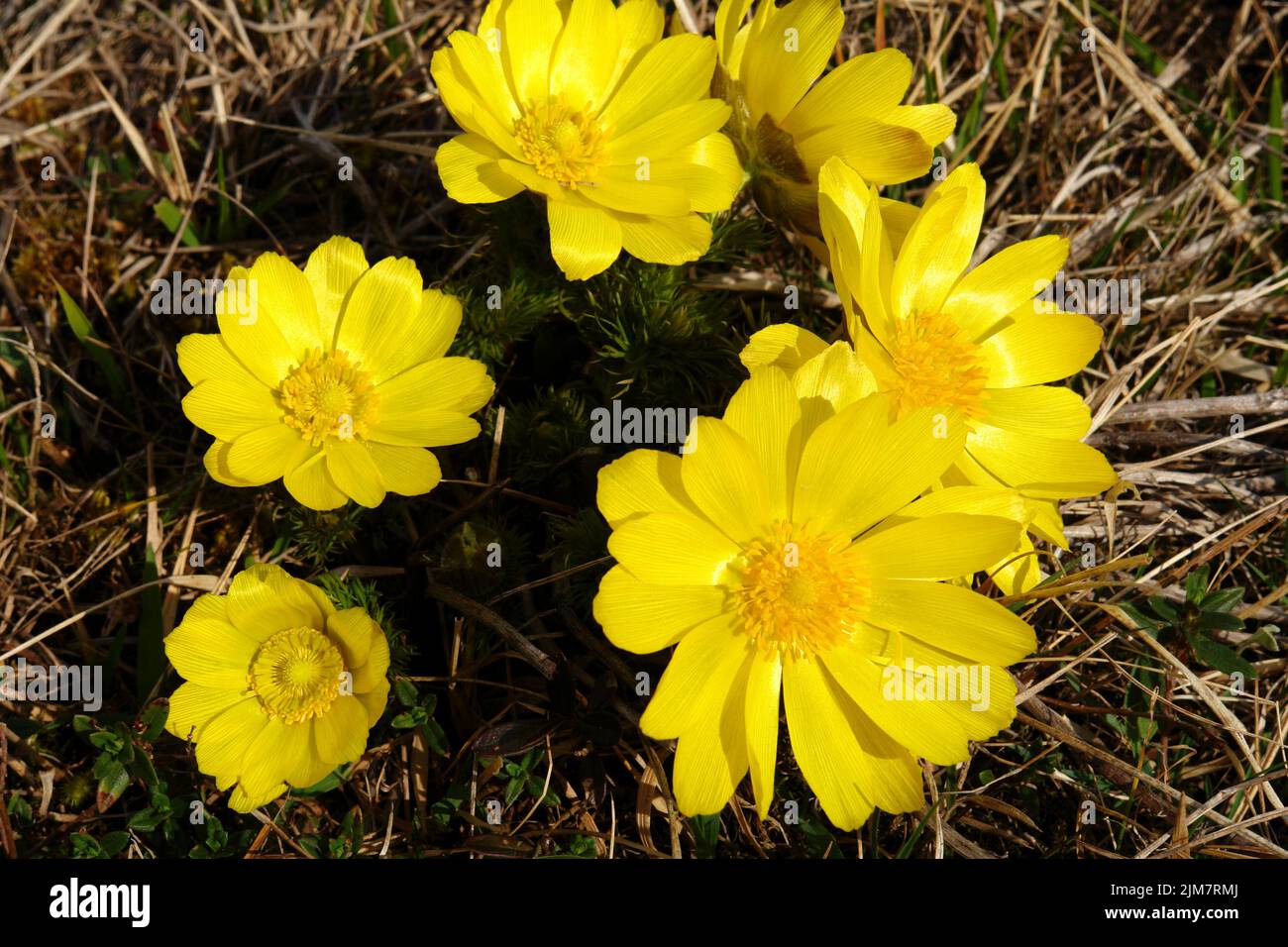 Adonis roses hi-res stock photography and images - Alamy