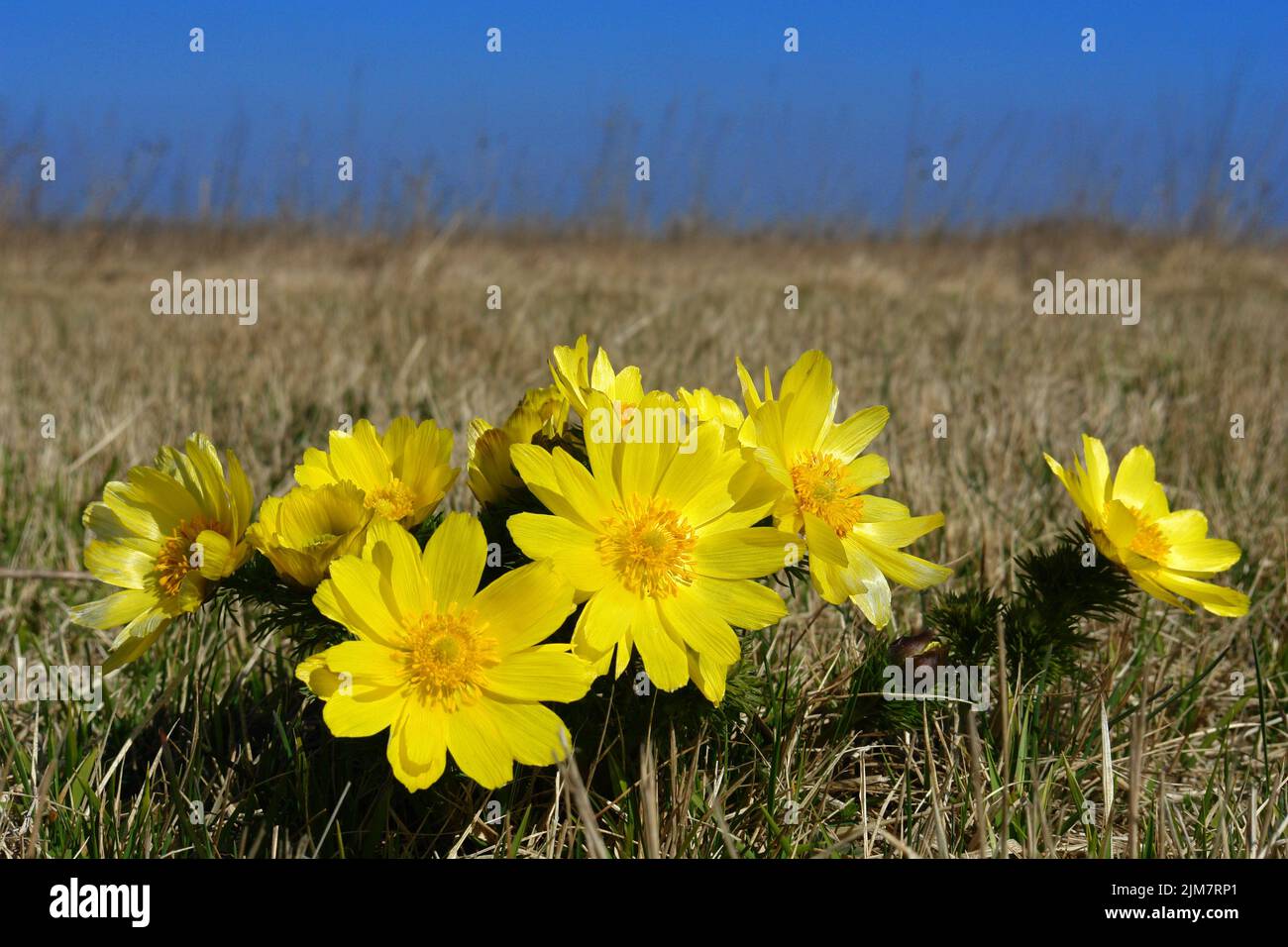 Adonis roses hi-res stock photography and images - Alamy