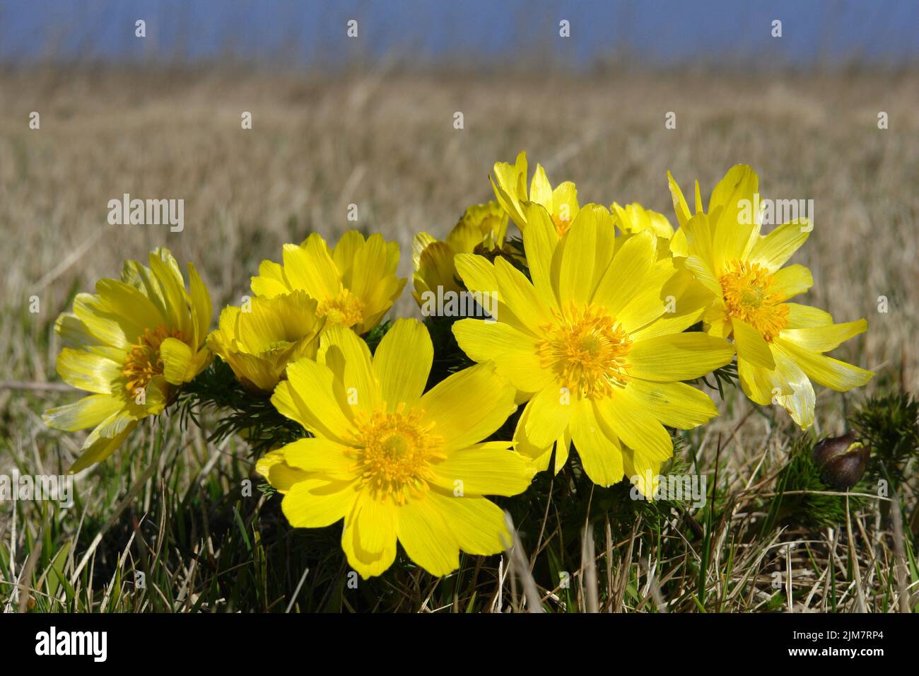 Adonis roses hi-res stock photography and images - Alamy