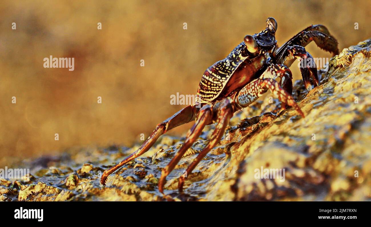 True crabs hi-res stock photography and images - Alamy