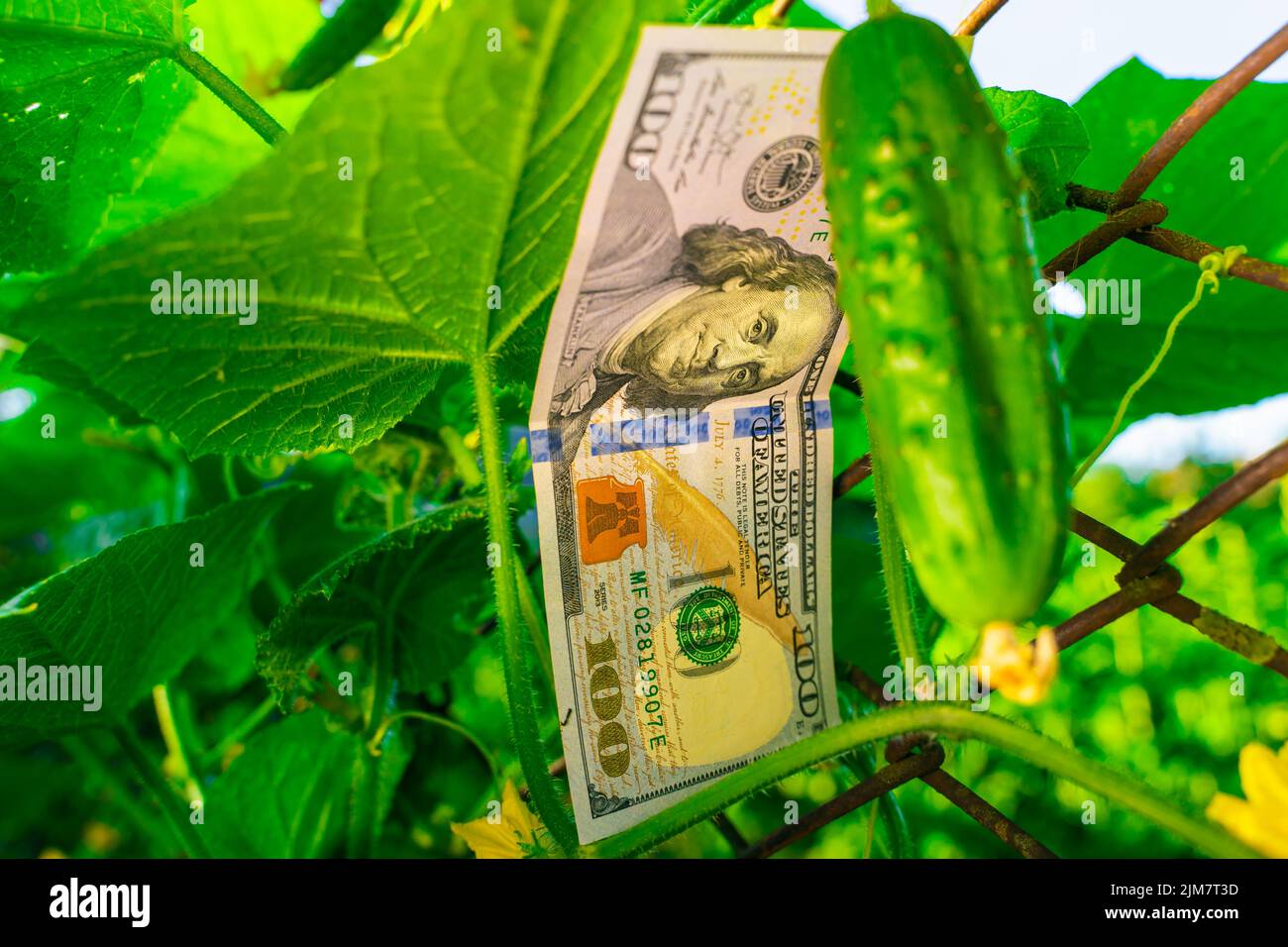 A hundred dollar bill hangs on a mesh fence among growing cucumbers ...