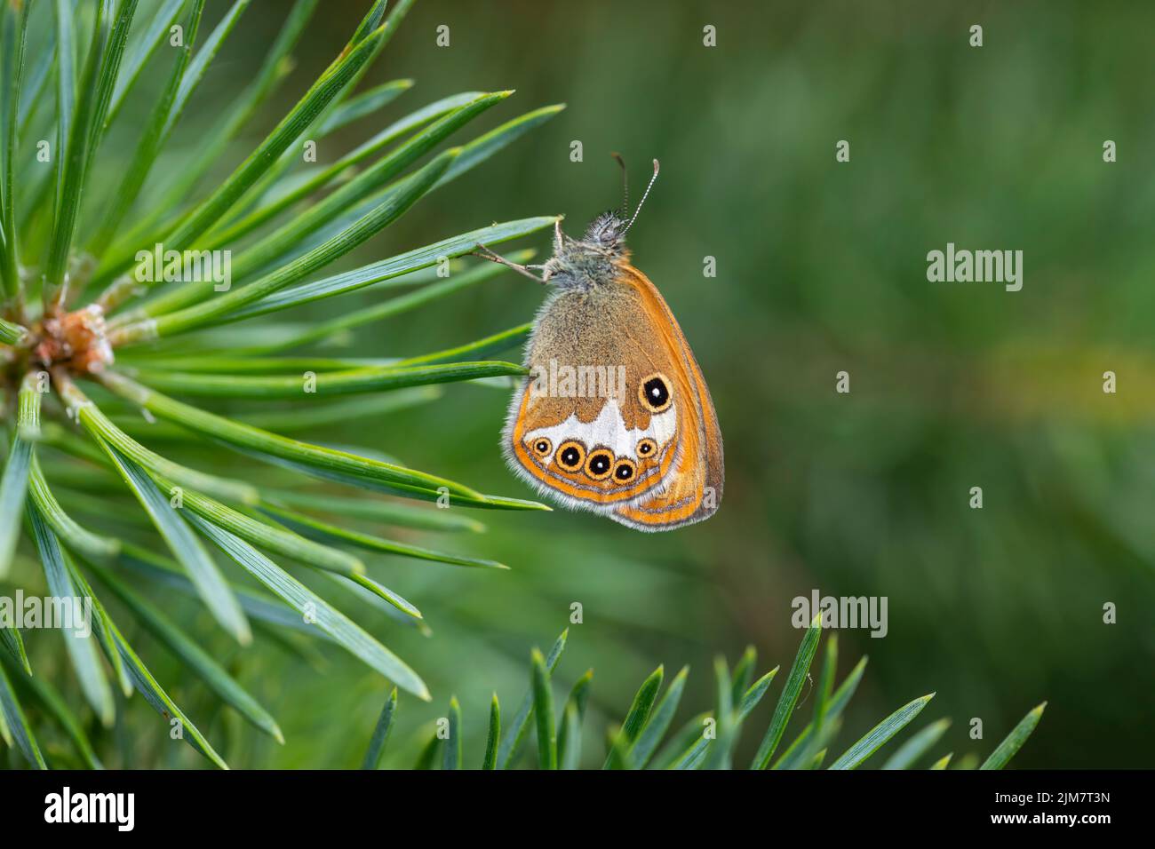 little butterfly on pine tree, Pearly Heath, Coenonympha arcania Stock ...