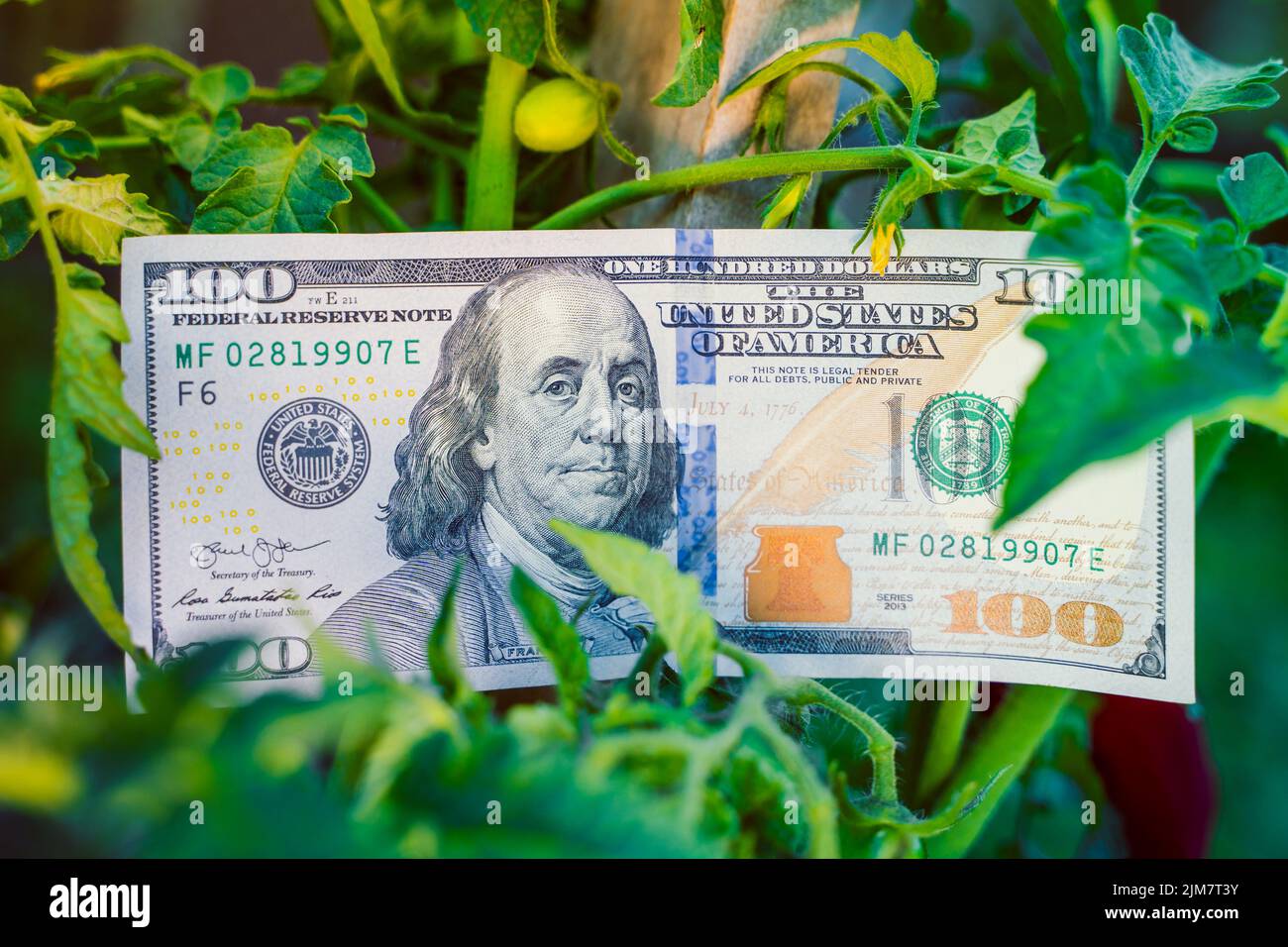 One hundred dollar bill in a bush of growing tomatoes close-up ...