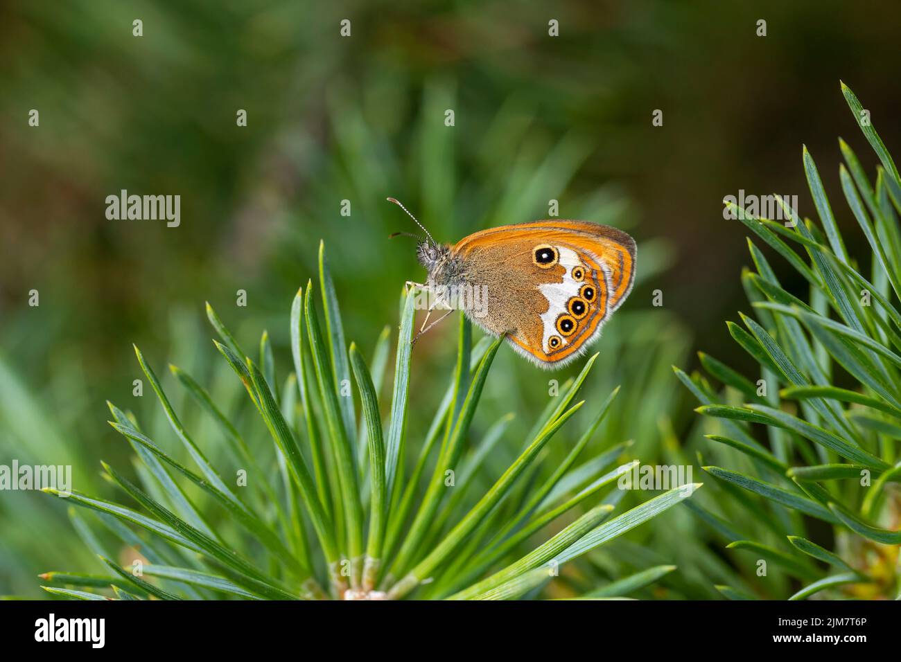 little butterfly on pine tree, Pearly Heath, Coenonympha arcania Stock ...