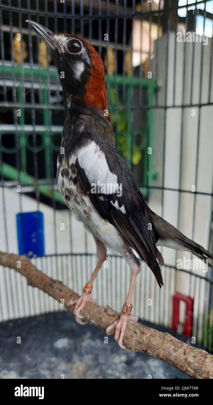 A vertical shot of a chestnut-capped thrush in a cage Stock Photo - Alamy