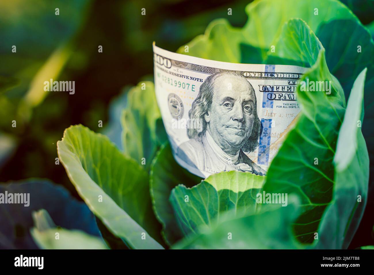 One hundred dollar bill in a growing white cabbage close-up. The cost ...