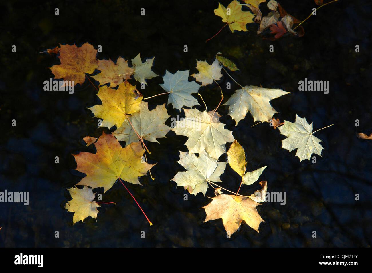 The magic of autumn hi-res stock photography and images - Alamy