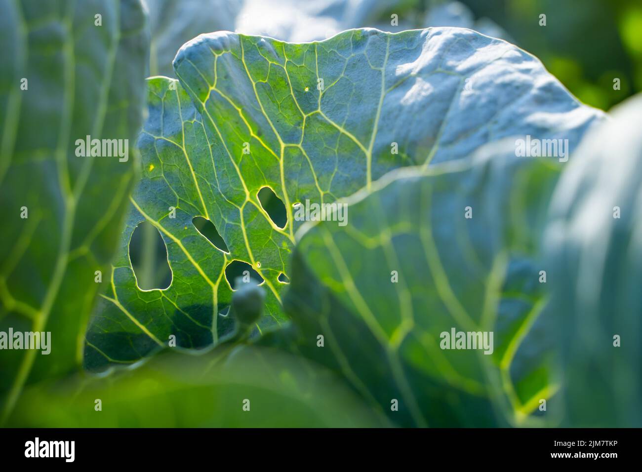 A leaf of a growing white cabbage is infested with whiteflies close-up ...