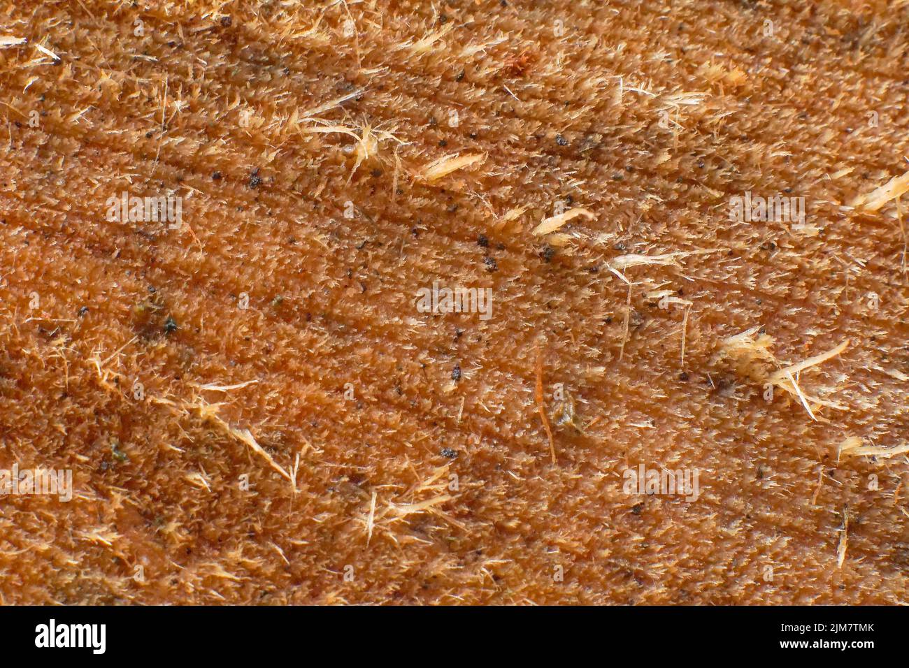 A closeup shot of straw texture Stock Photo - Alamy