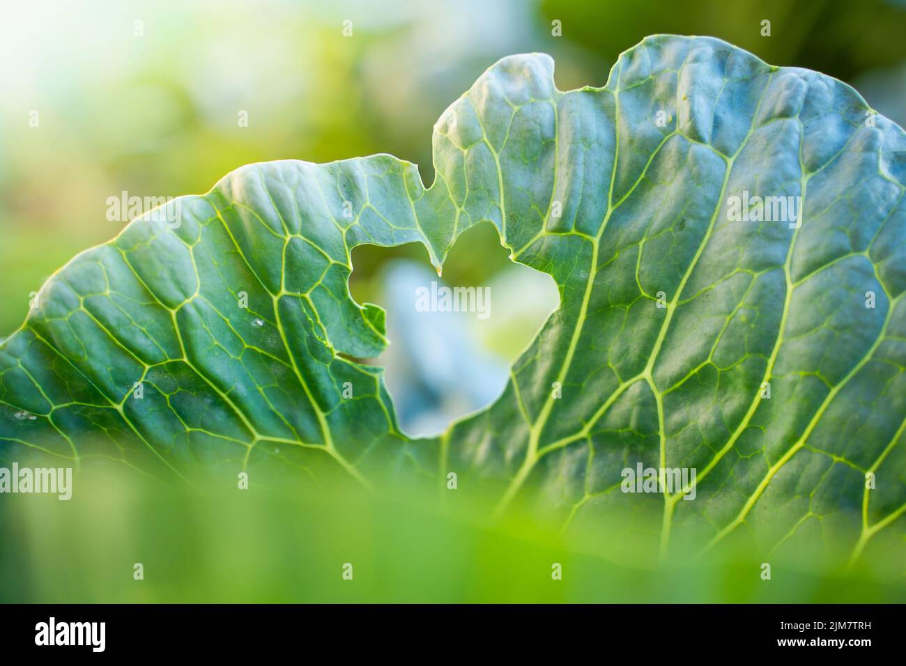 Whiteflies gnawed a heart-shaped hole in a white cabbage leaf. Insect ...