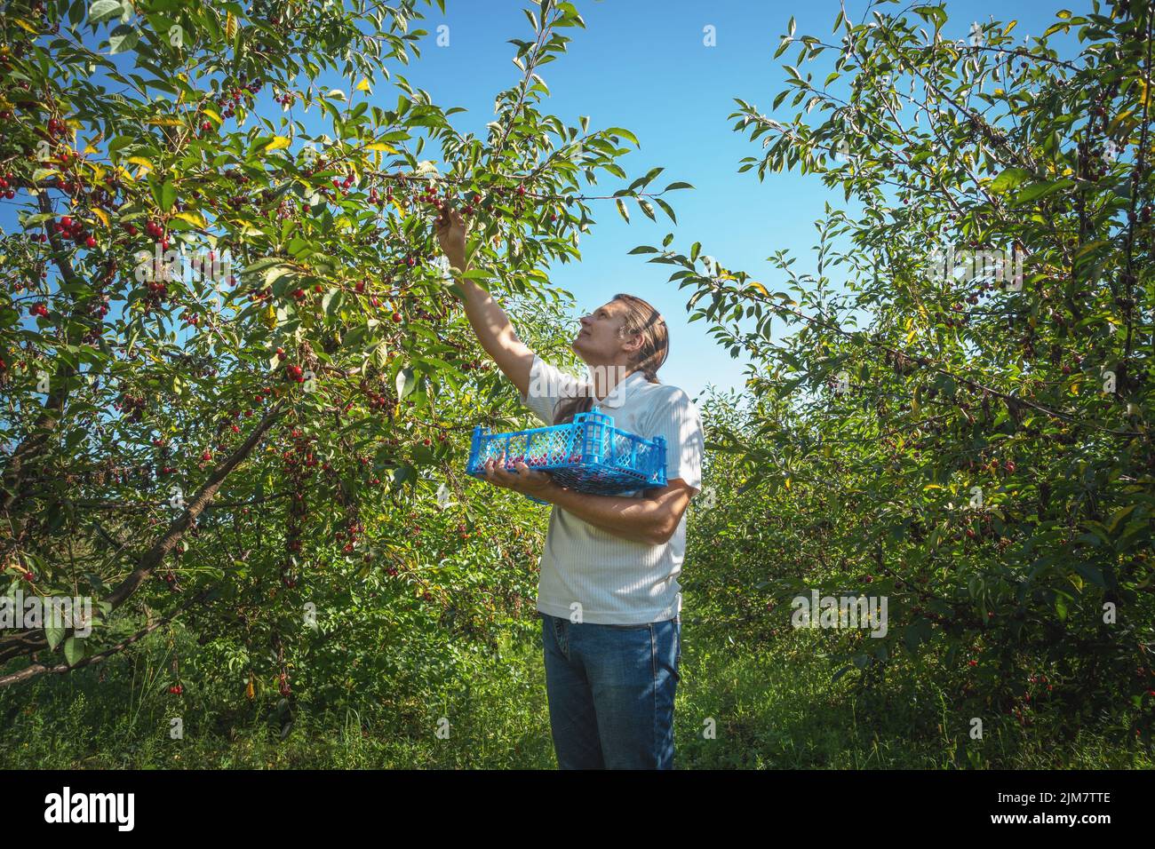Farmer picks crop of red juicy cherry in tree agricultural orchard ...