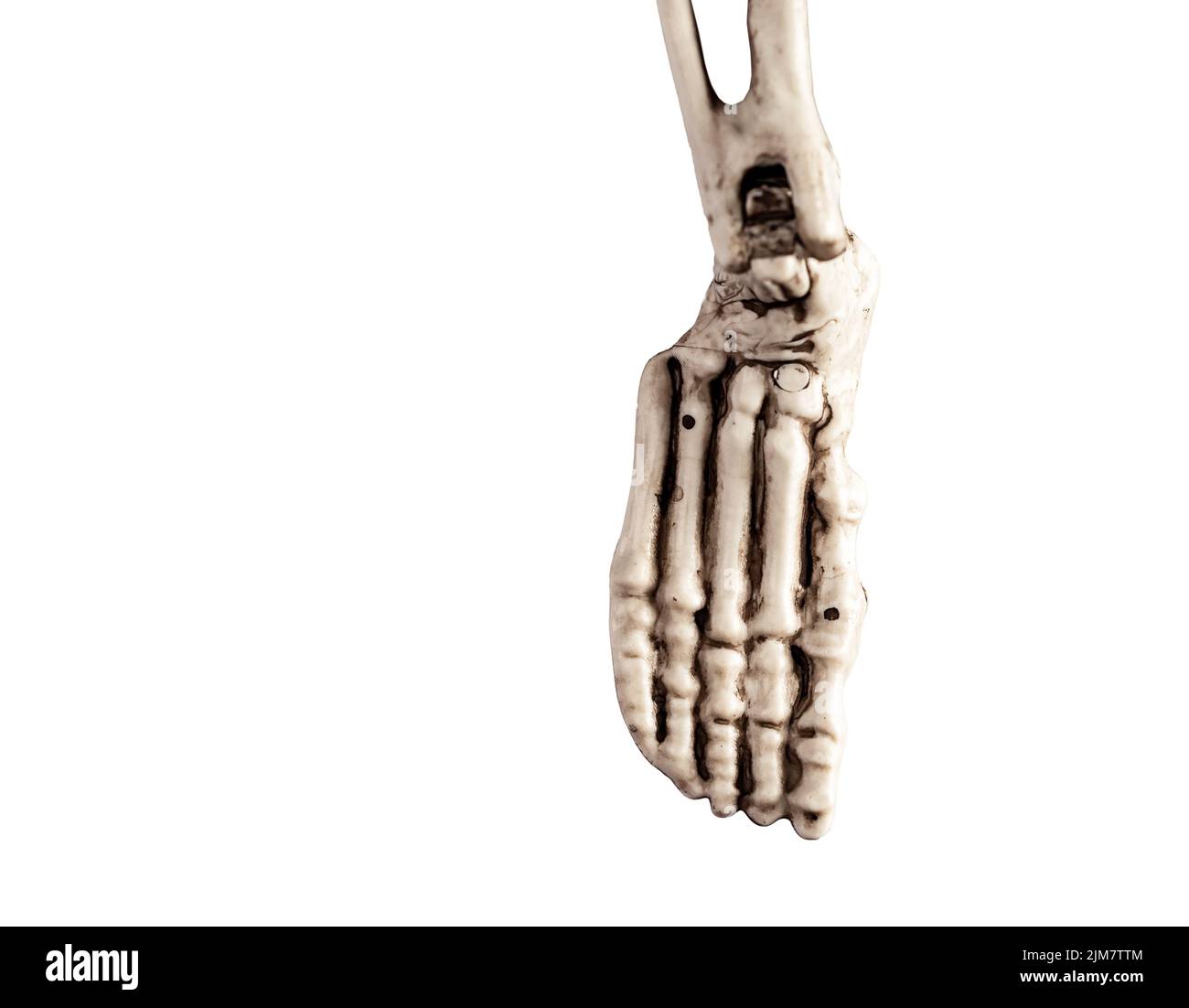 Human skeleton foot isolated on white background. Skeletal system ...
