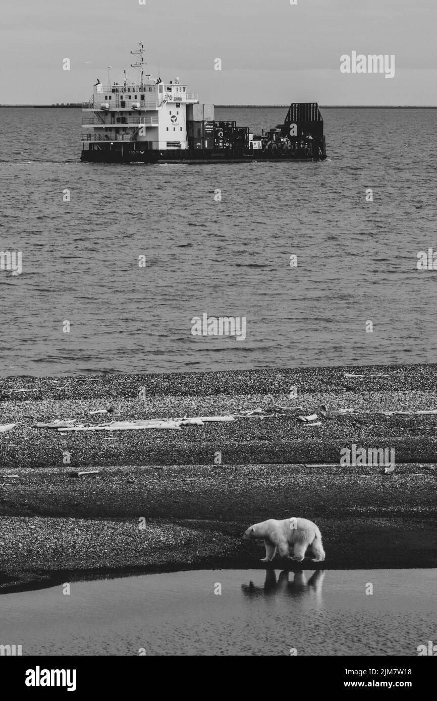 Ship white bear Black and White Stock Photos & Images - Alamy