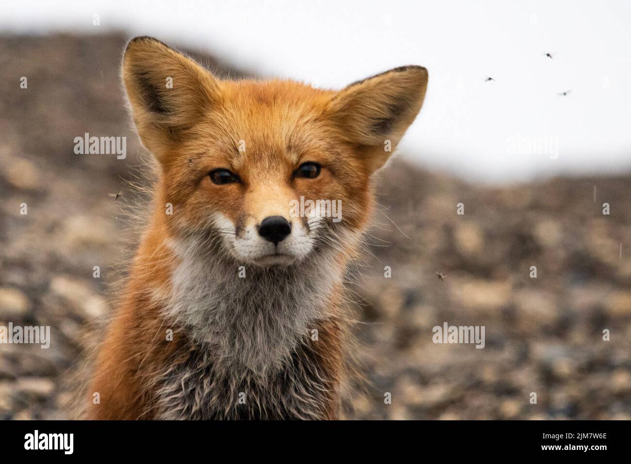 A closeup portrait of a beautiful fox looking straight at the camera ...