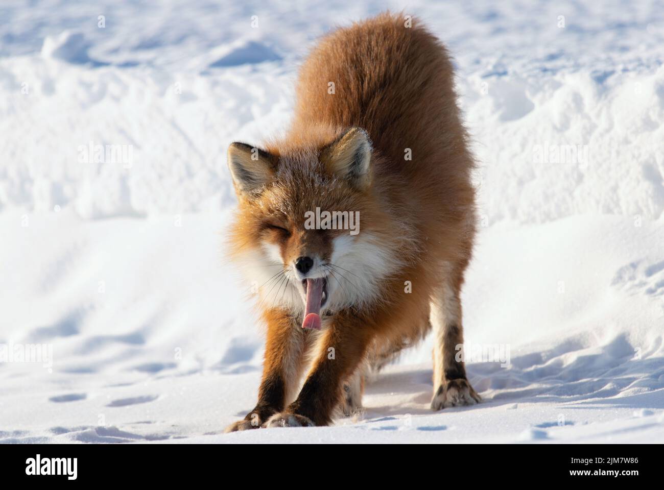 A closeup portrait of a beautiful fox stretching with its tongue out ...