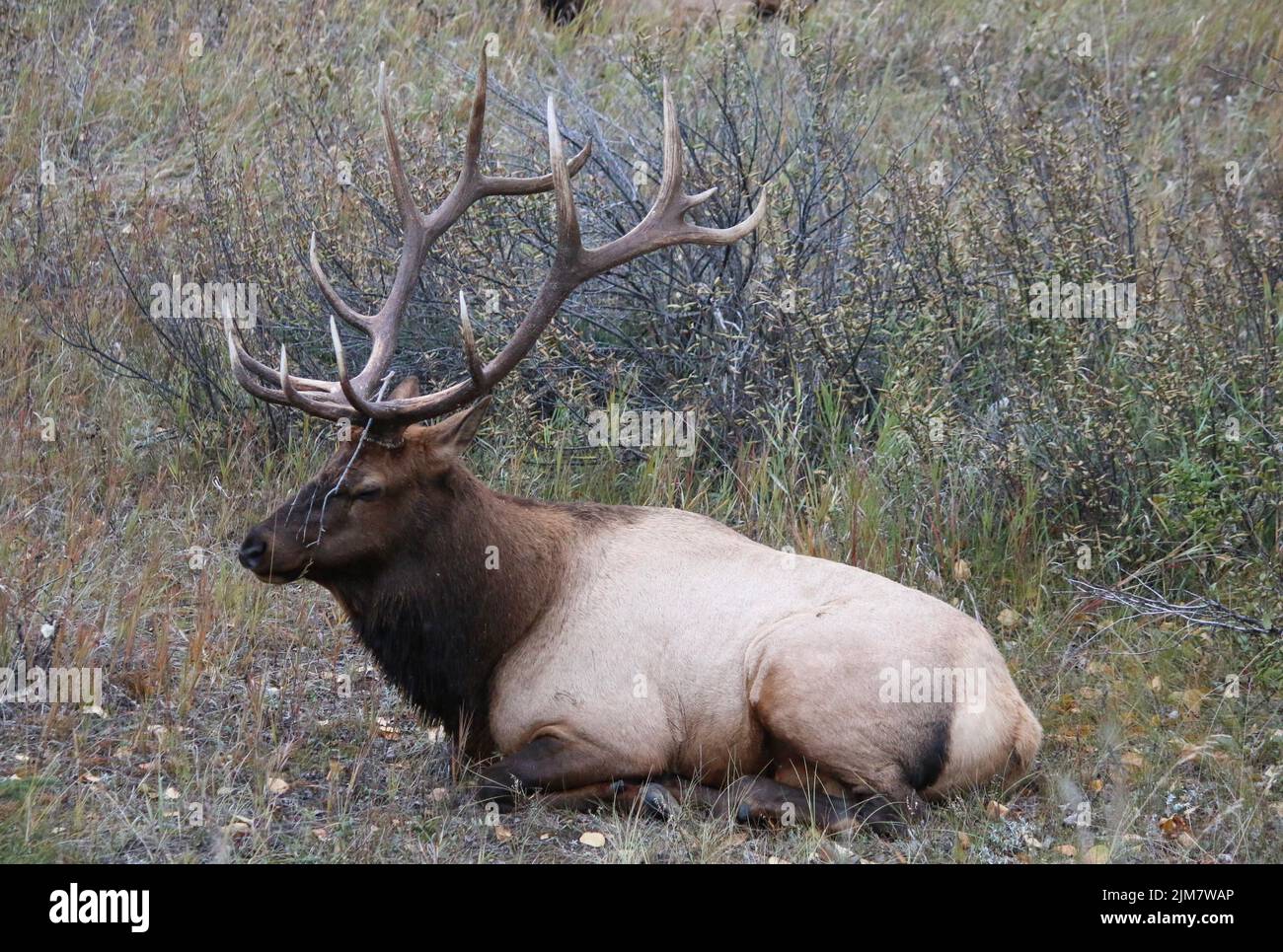 A closeup of an elk with horns sitting on dried grass against shrubs ...