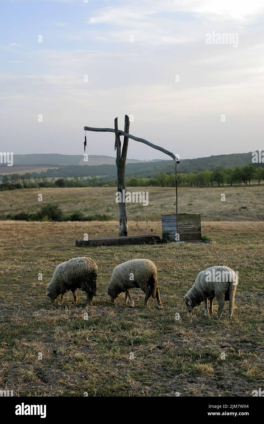 (shadoof) hi-res stock photography and images - Alamy