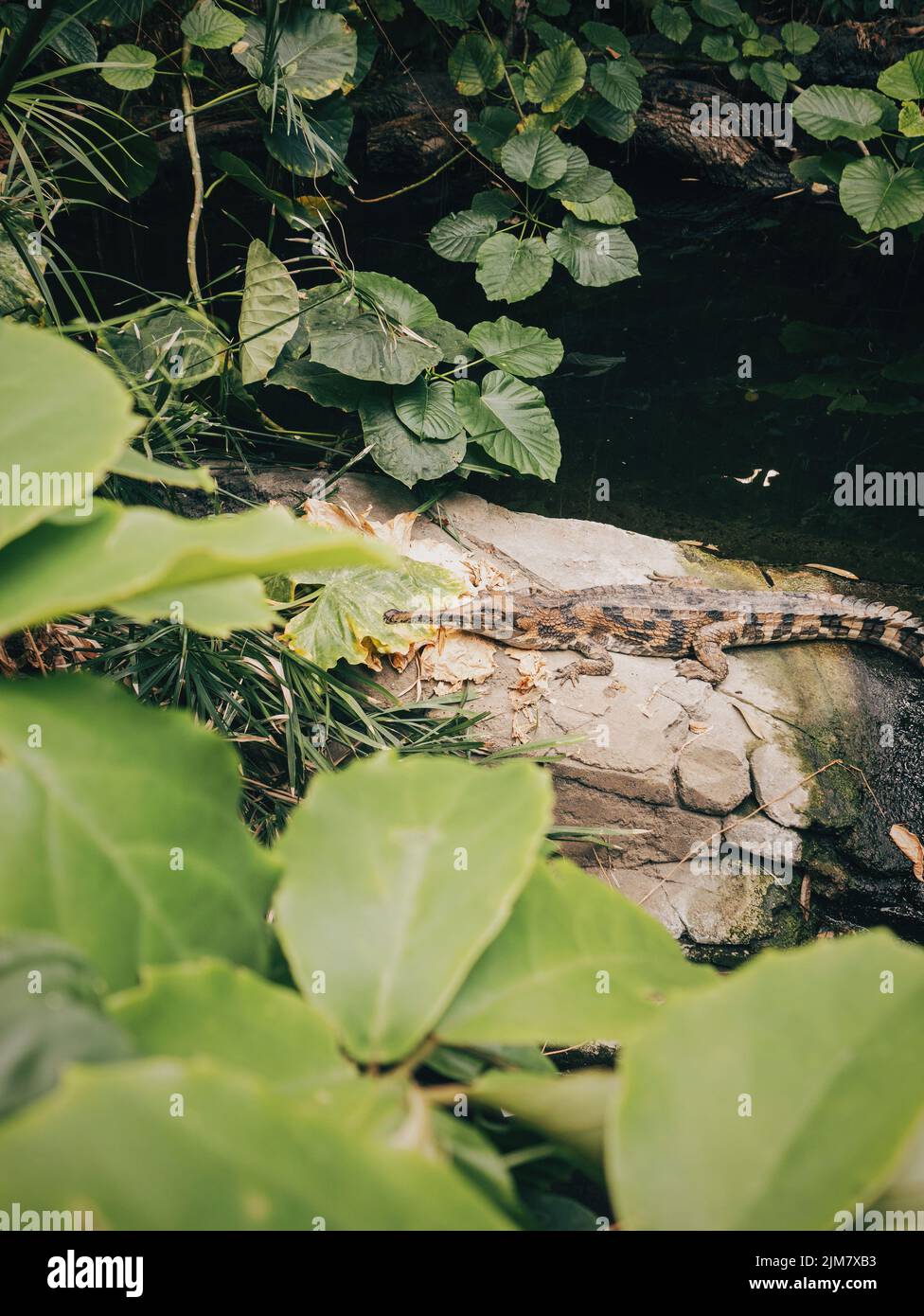 Liegender Sunda-Gavial im Alfred-Brehm-Haus im Tierpark Berlin Stock ...