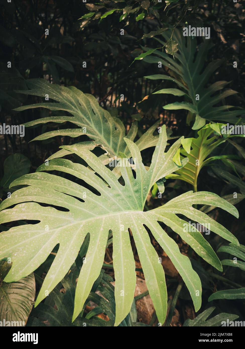 close up picture of giant leaves Stock Photo - Alamy