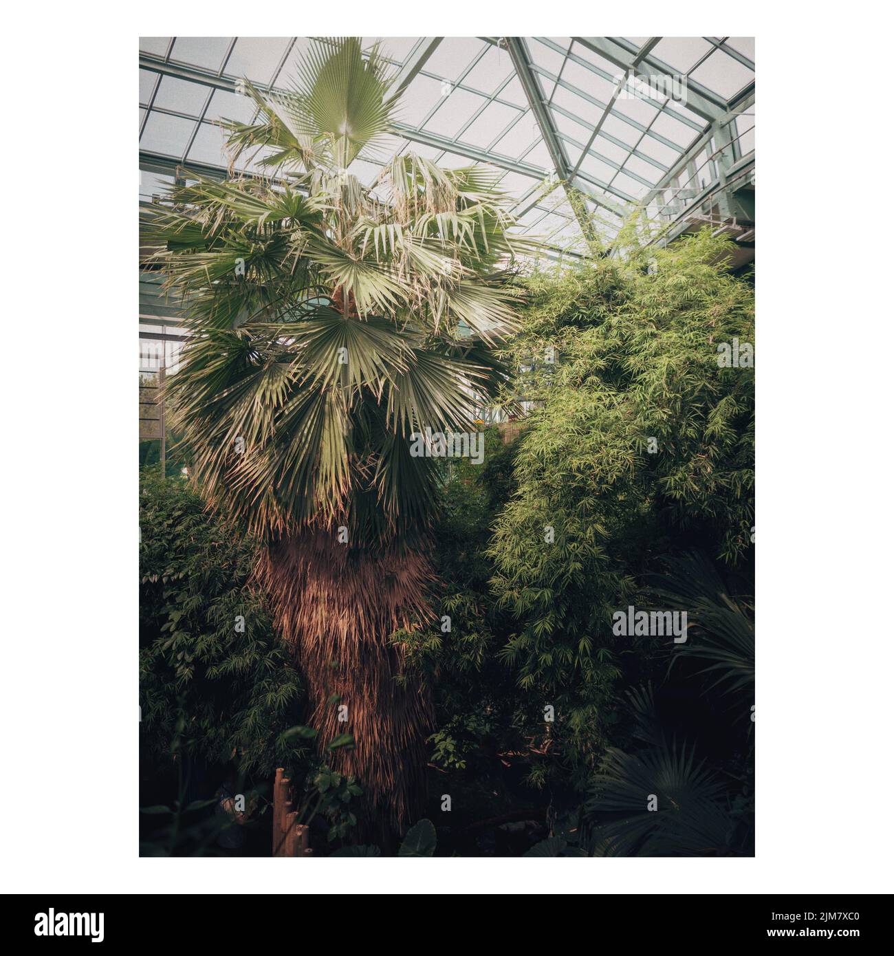 Giant palm tree in the greenhaus at the tierpark berlin lichtenberg ...