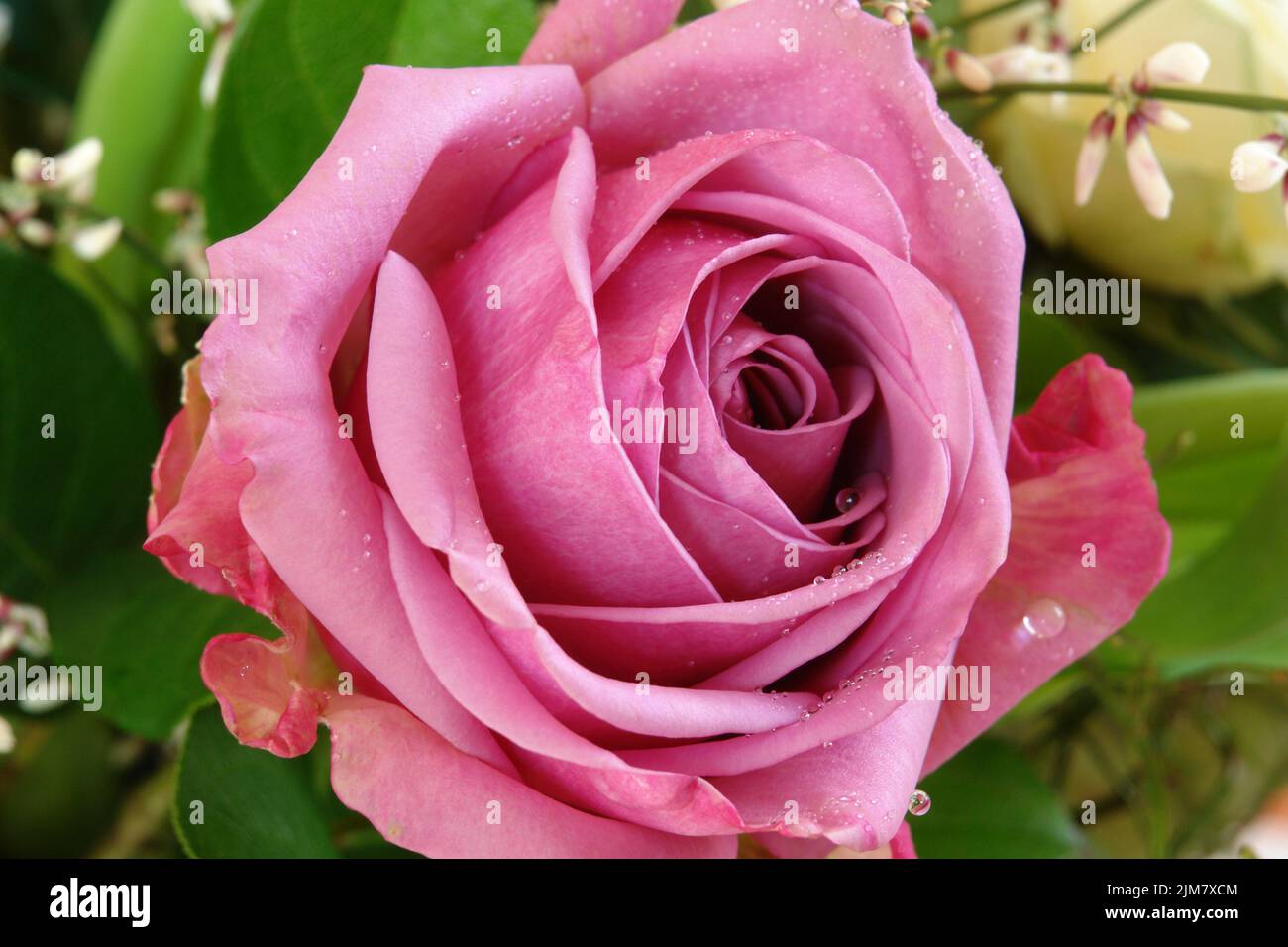 Red rose noble flower hi-res stock photography and images - Alamy