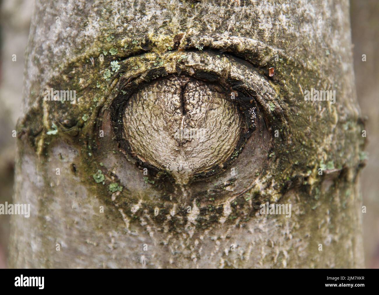 Gnarled stump hi-res stock photography and images - Alamy