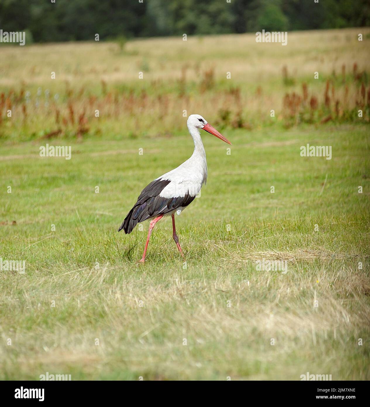 Stork searching for food in the field, cut grass Stock Photo - Alamy