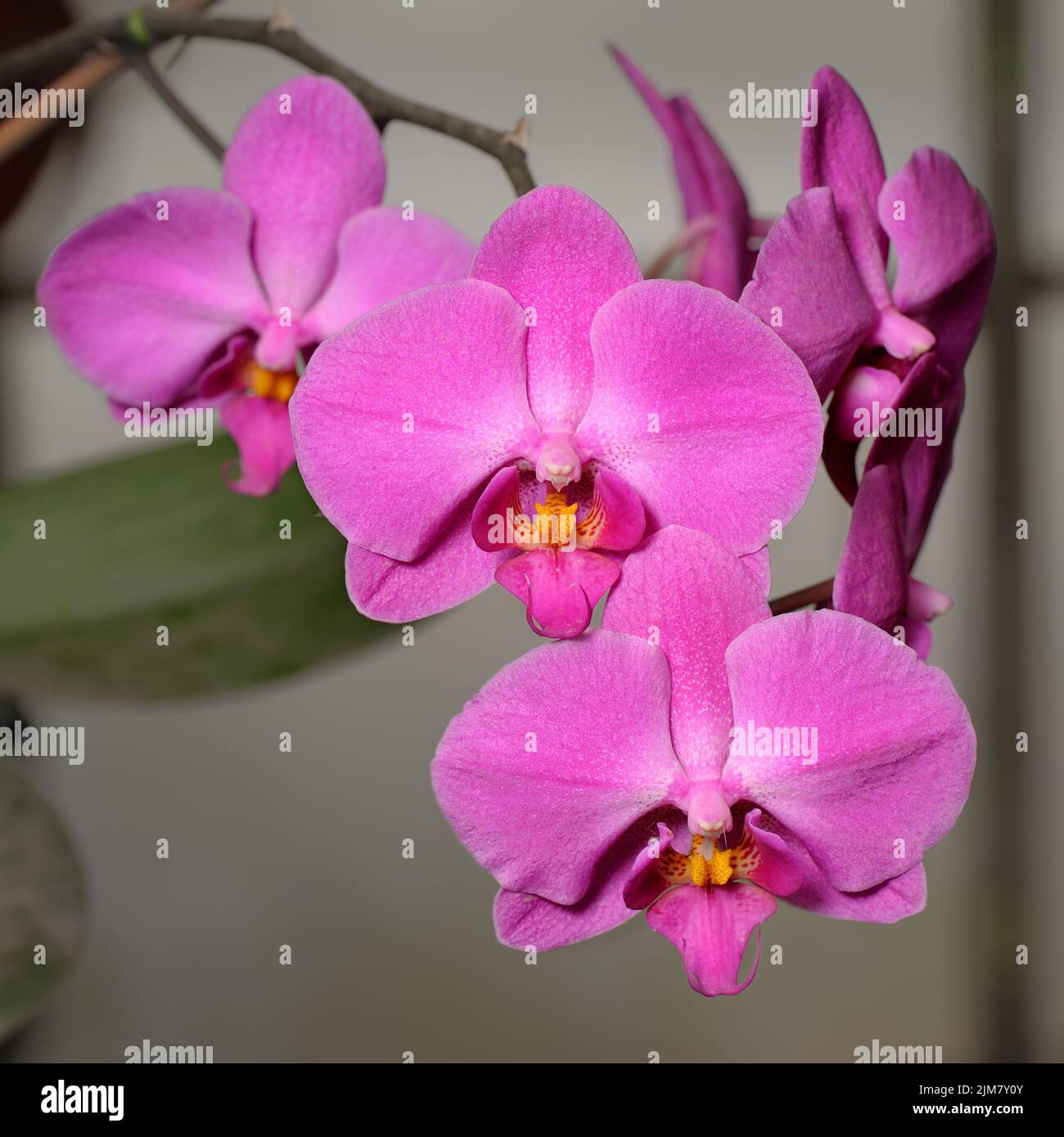 Beautiful flowering orchids hi-res stock photography and images - Alamy
