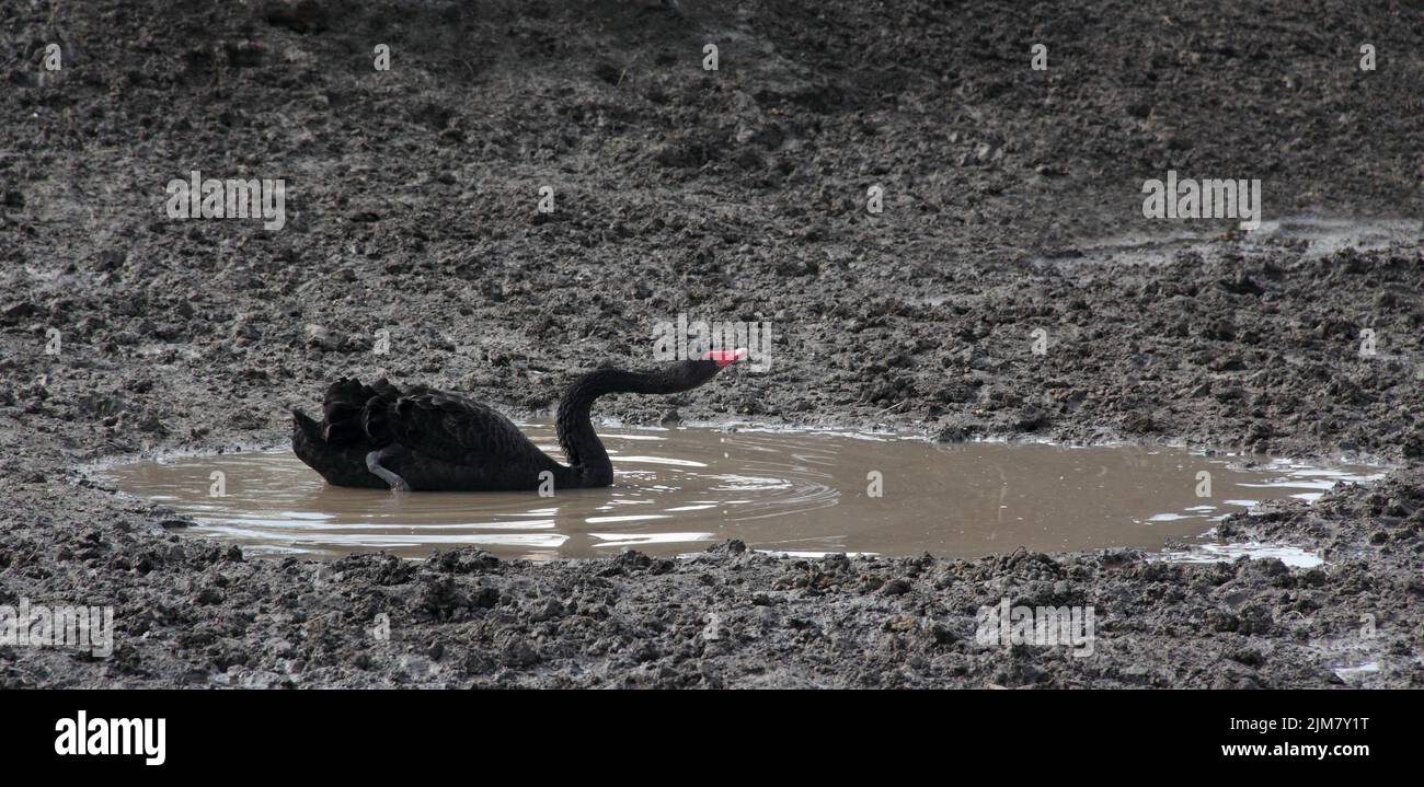 Black swan rain hi-res stock photography and images - Alamy