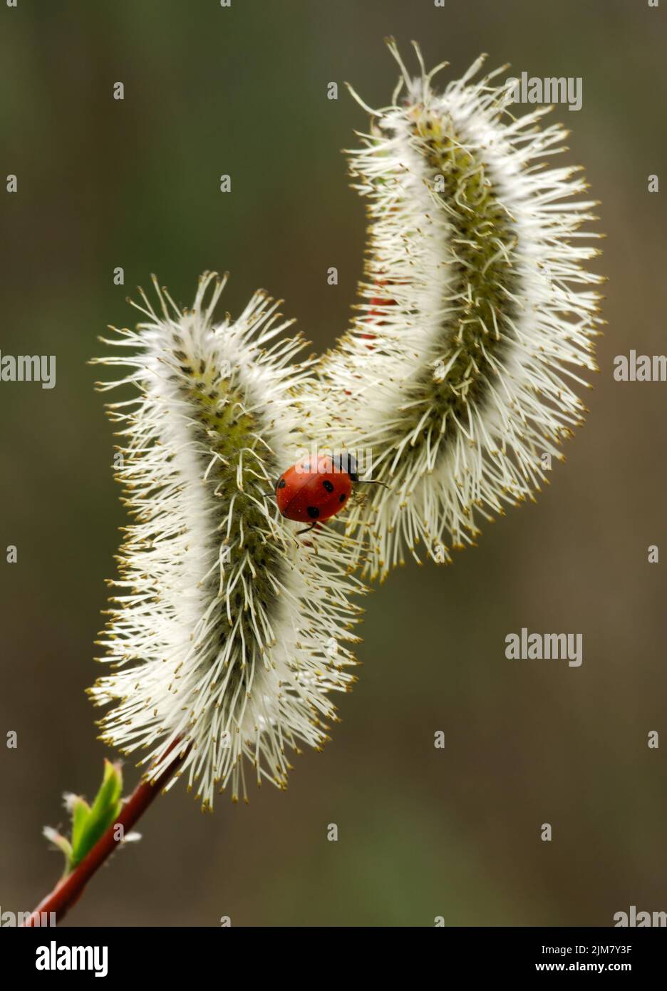 Spring weather insects hi-res stock photography and images - Alamy