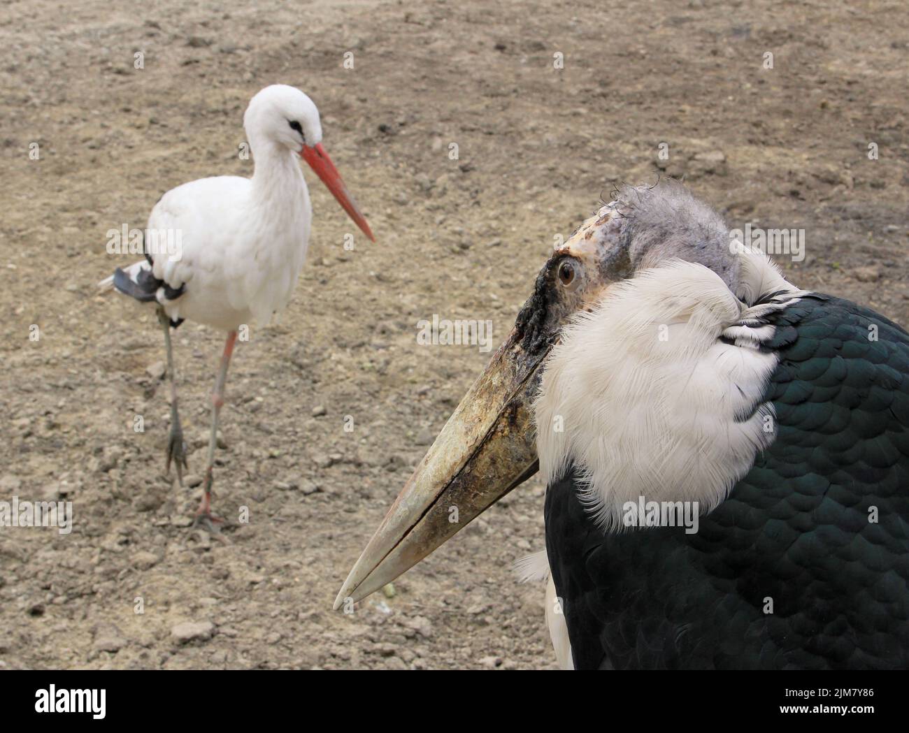 Marabou vulture hi-res stock photography and images - Alamy