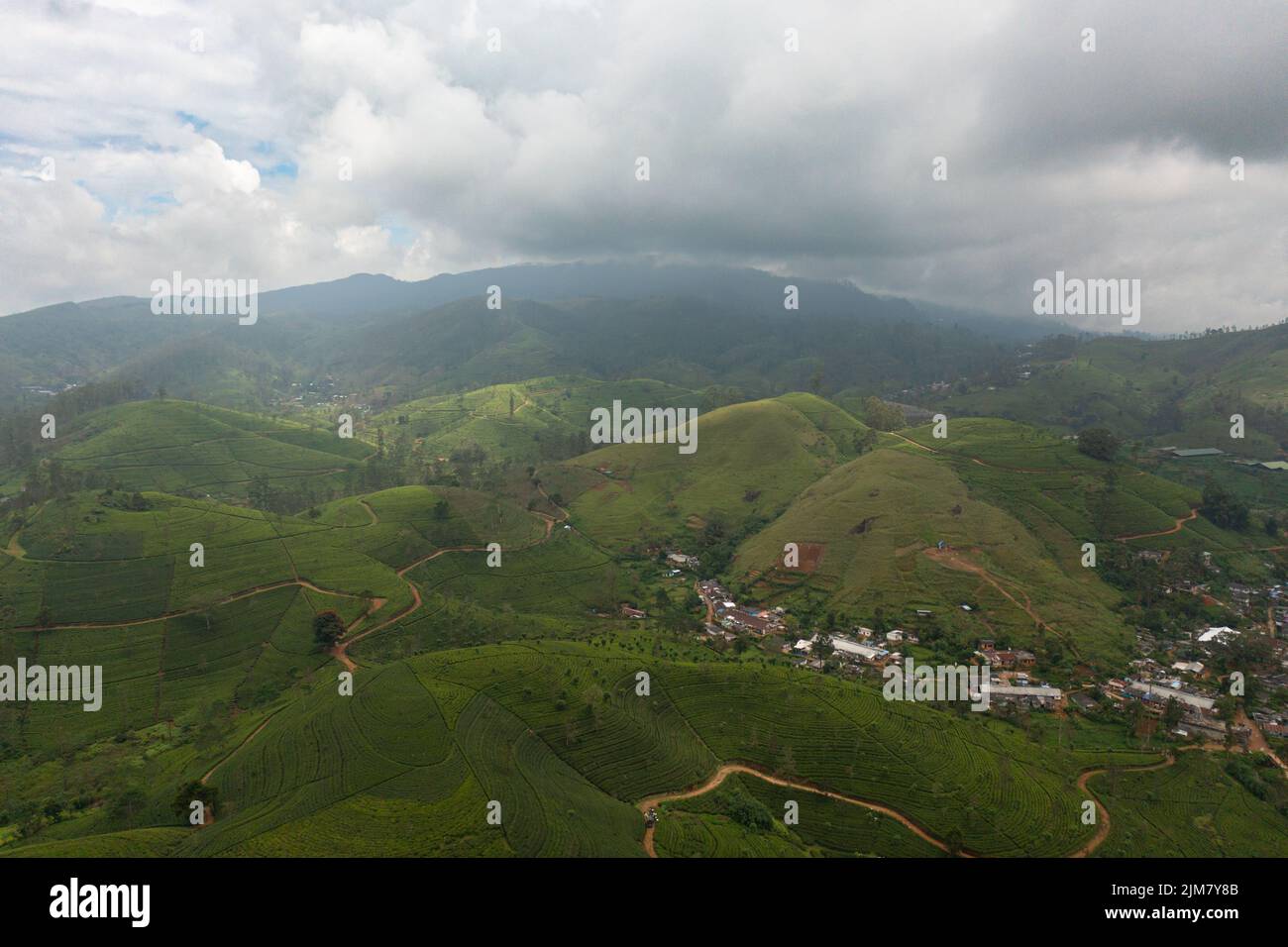 A village among tea plantations. Houses of farmers growing tea. Tea ...
