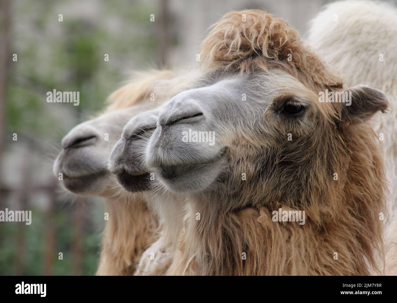 Close up profile camel hi-res stock photography and images - Alamy