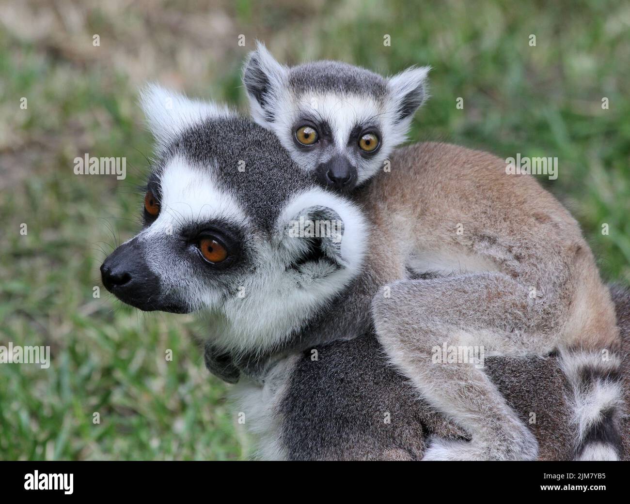 Animal parent hi-res stock photography and images - Alamy