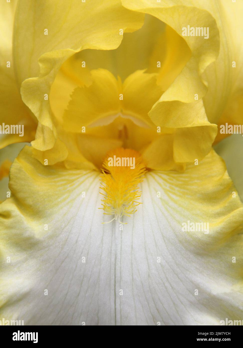 Opening iris hi-res stock photography and images - Alamy