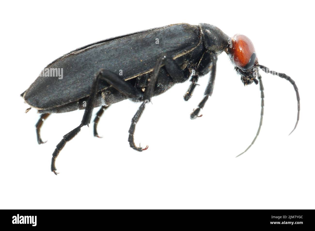Orange and black blister beetle Stock Photo - Alamy