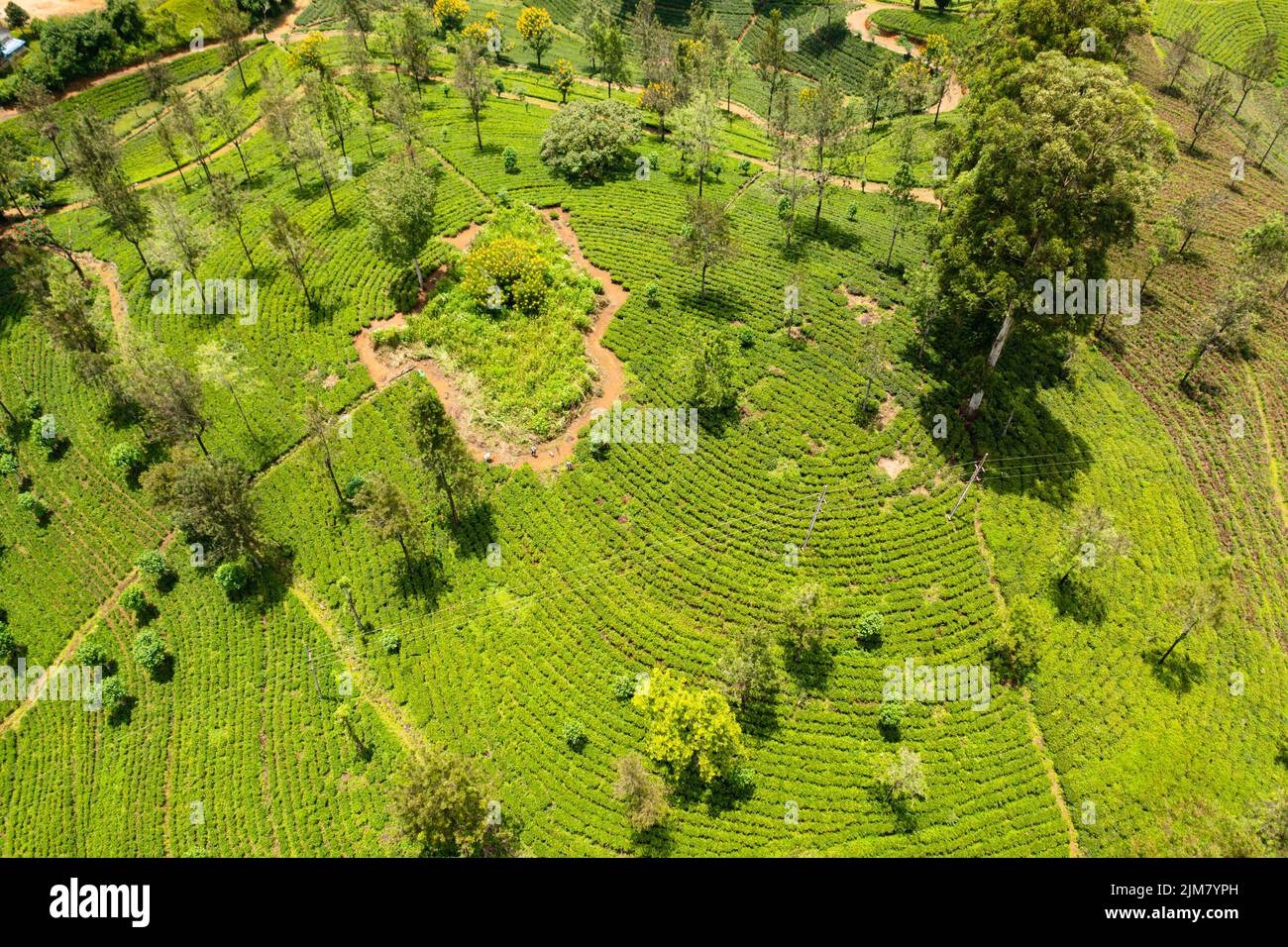 Aerial view of Tea plantation on top of mountain. Tea estate landscape ...