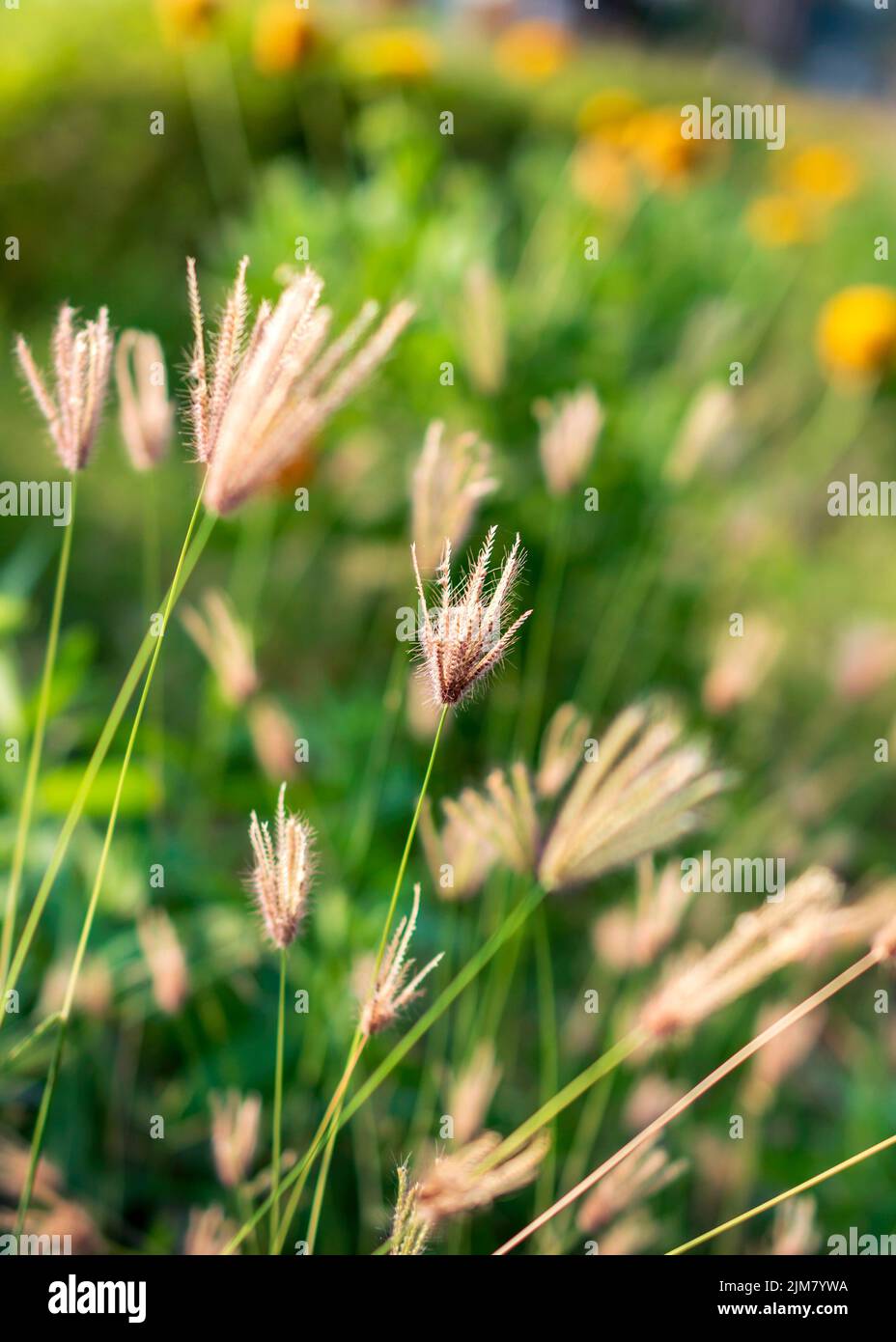 Foliage soaked under morning sun rays and greenery in the background ...