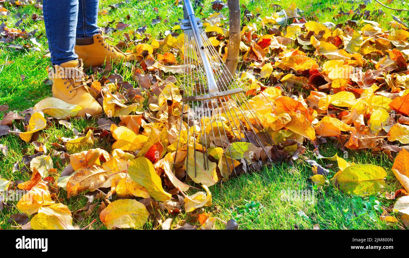 Raking fallen leaves. The gardener cleans the lawn from leaves with a ...