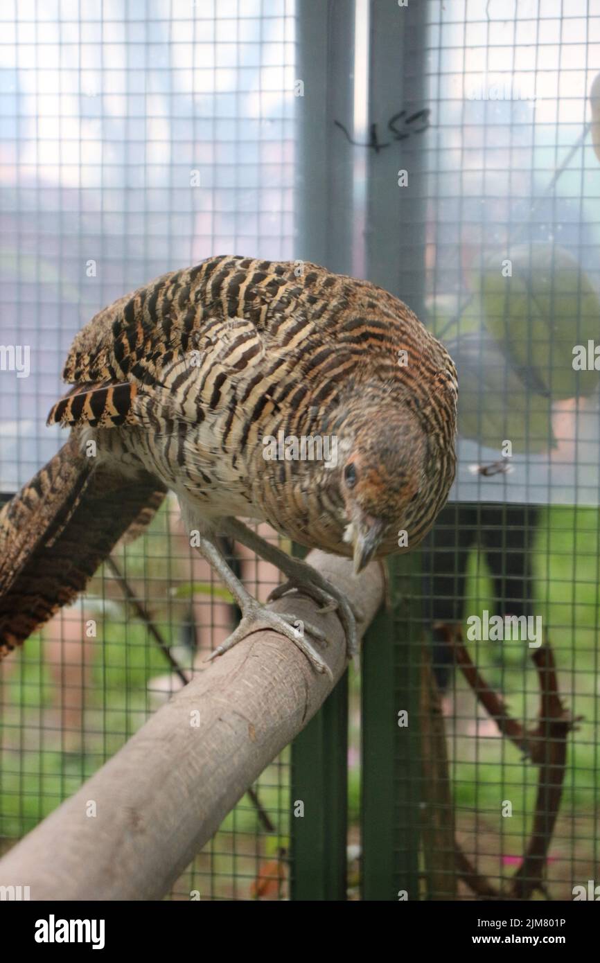 Pheasant cage hi-res stock photography and images - Alamy