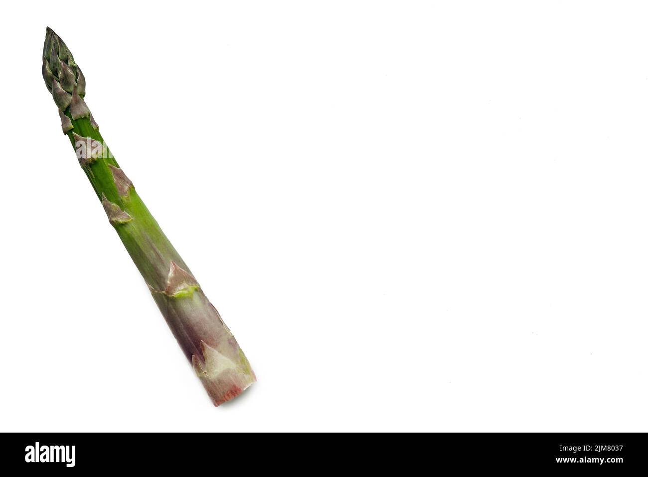 An edible, raw stems of asparagus isolated on white background Stock ...