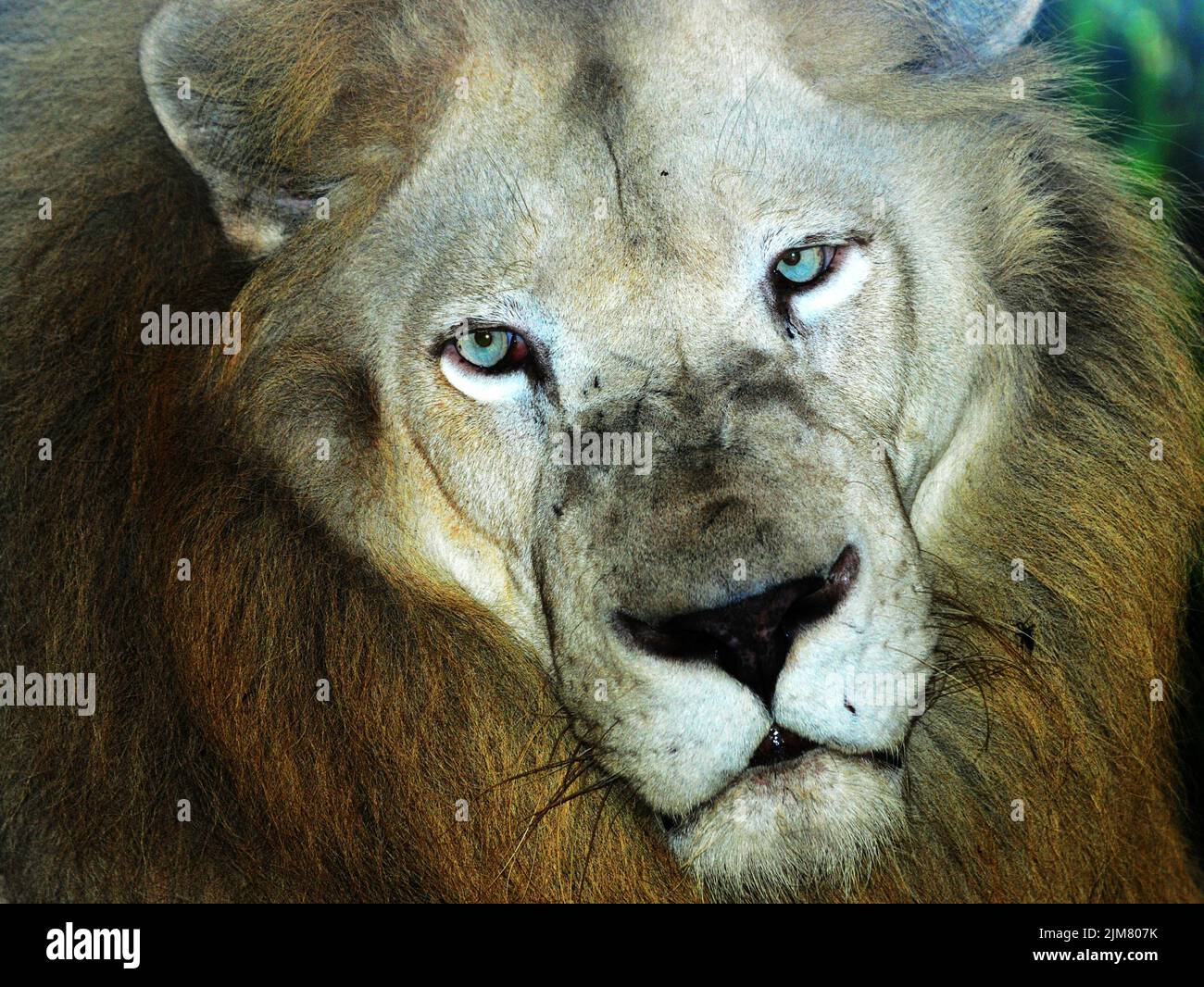 Large african male lion vertical hi-res stock photography and images ...