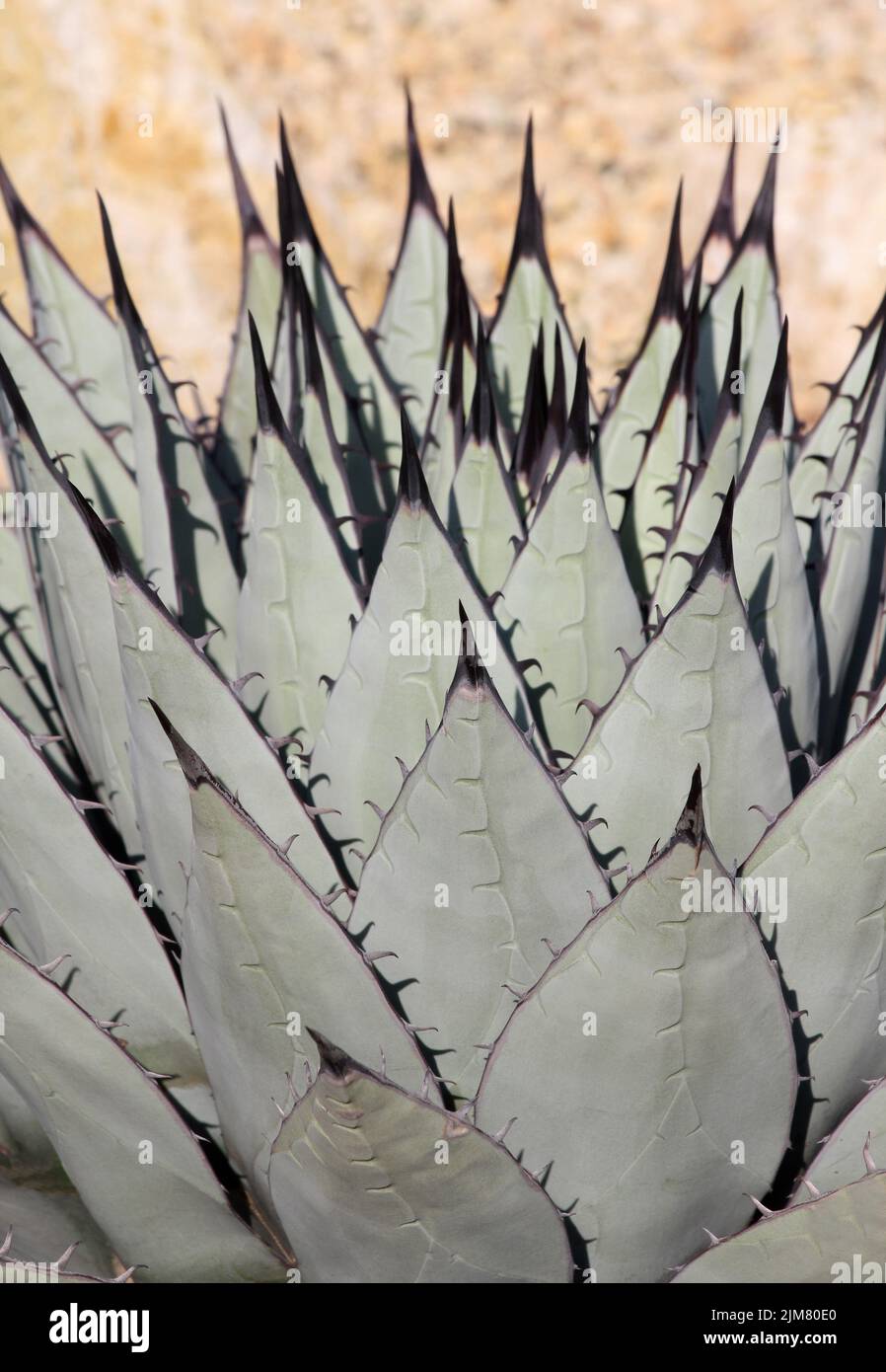 Cactus skin hi-res stock photography and images - Alamy
