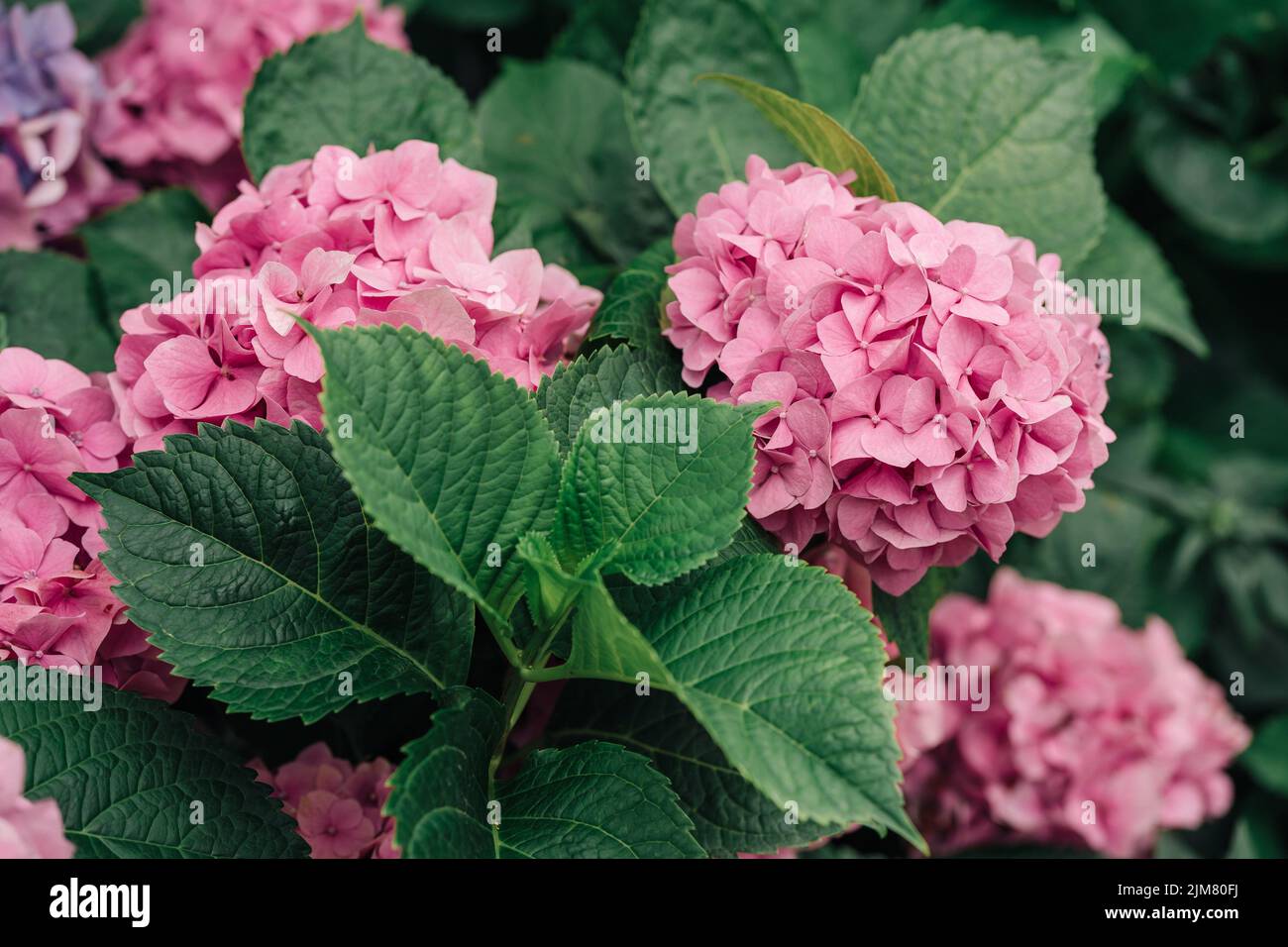 New leaves and flowers of hydrangea. Hydrangea leaves bush Stock Photo ...