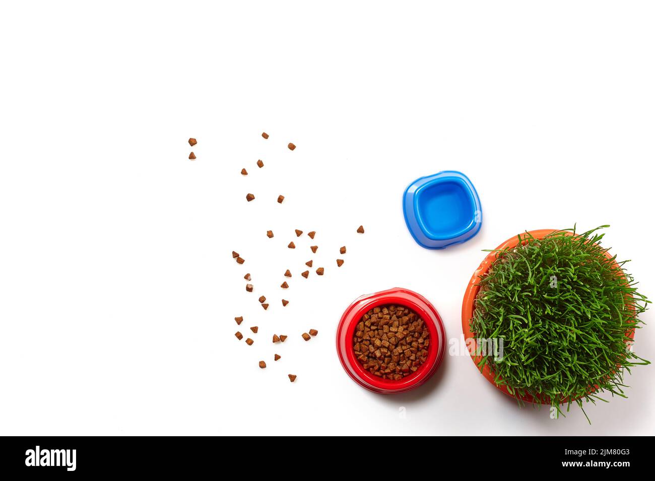Flat lay composition with accessories for a cat isolated on white ...