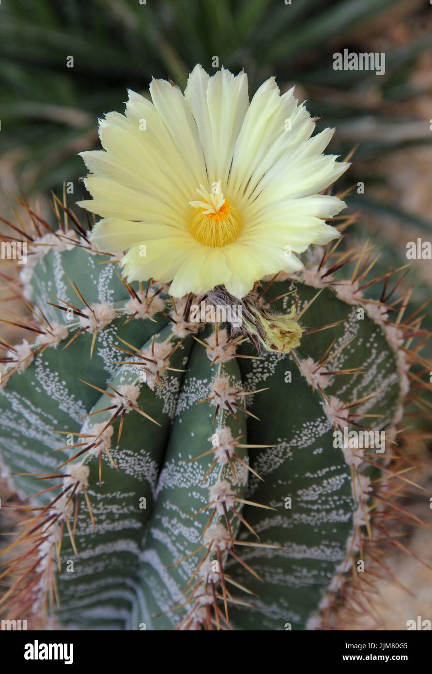 Green cactus floral botanical hi-res stock photography and images - Alamy