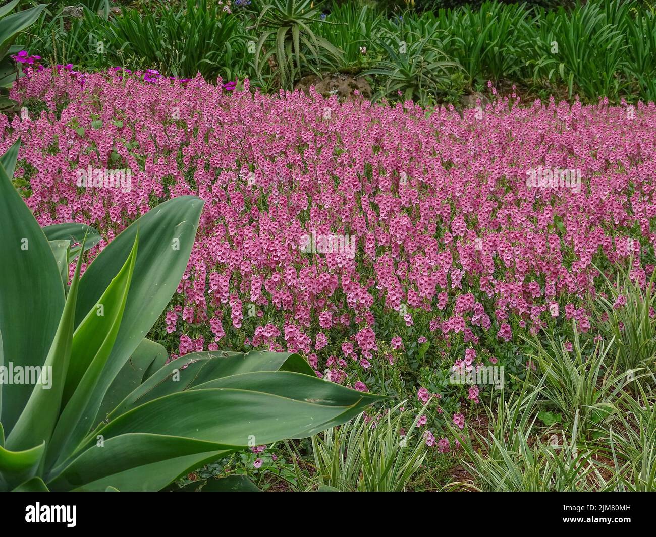 Pink flowers at Parque de Lavanda in Gramado city, Brazil. Summer time ...