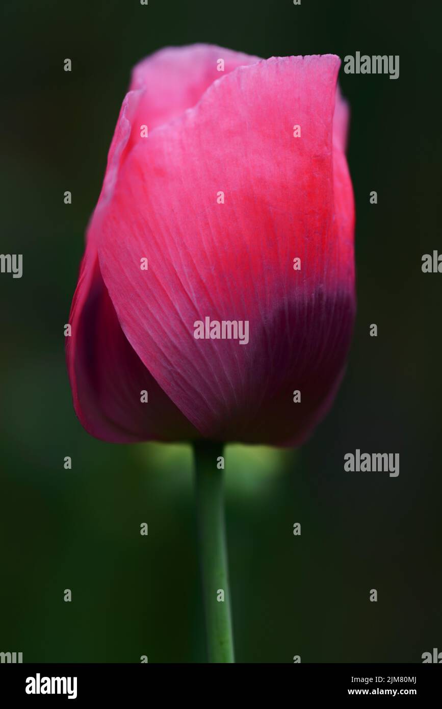 red petaled poppy just before the flower opens Stock Photo - Alamy